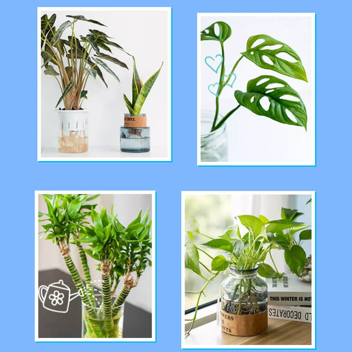 Professional nutrient solution for flowering potted plants – detroitrain