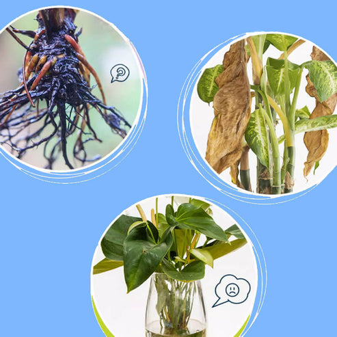 Professional nutrient solution for flowering potted plants – detroitrain